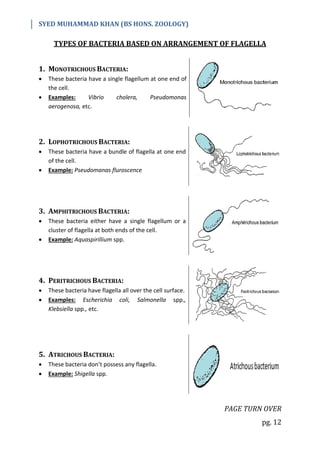 Types of Bacteria | PDF