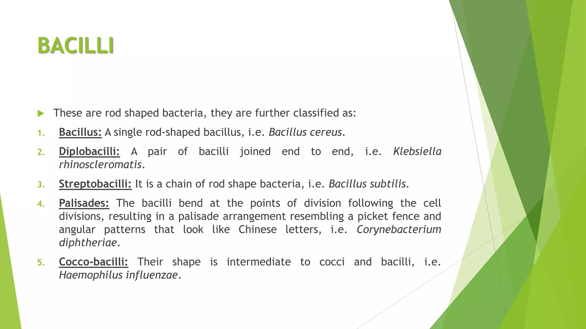 Types of Bacteria | PDF