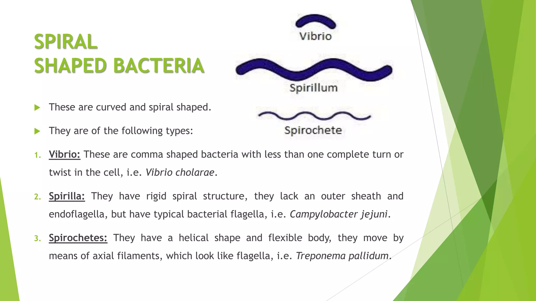 Types of Bacteria | PDF