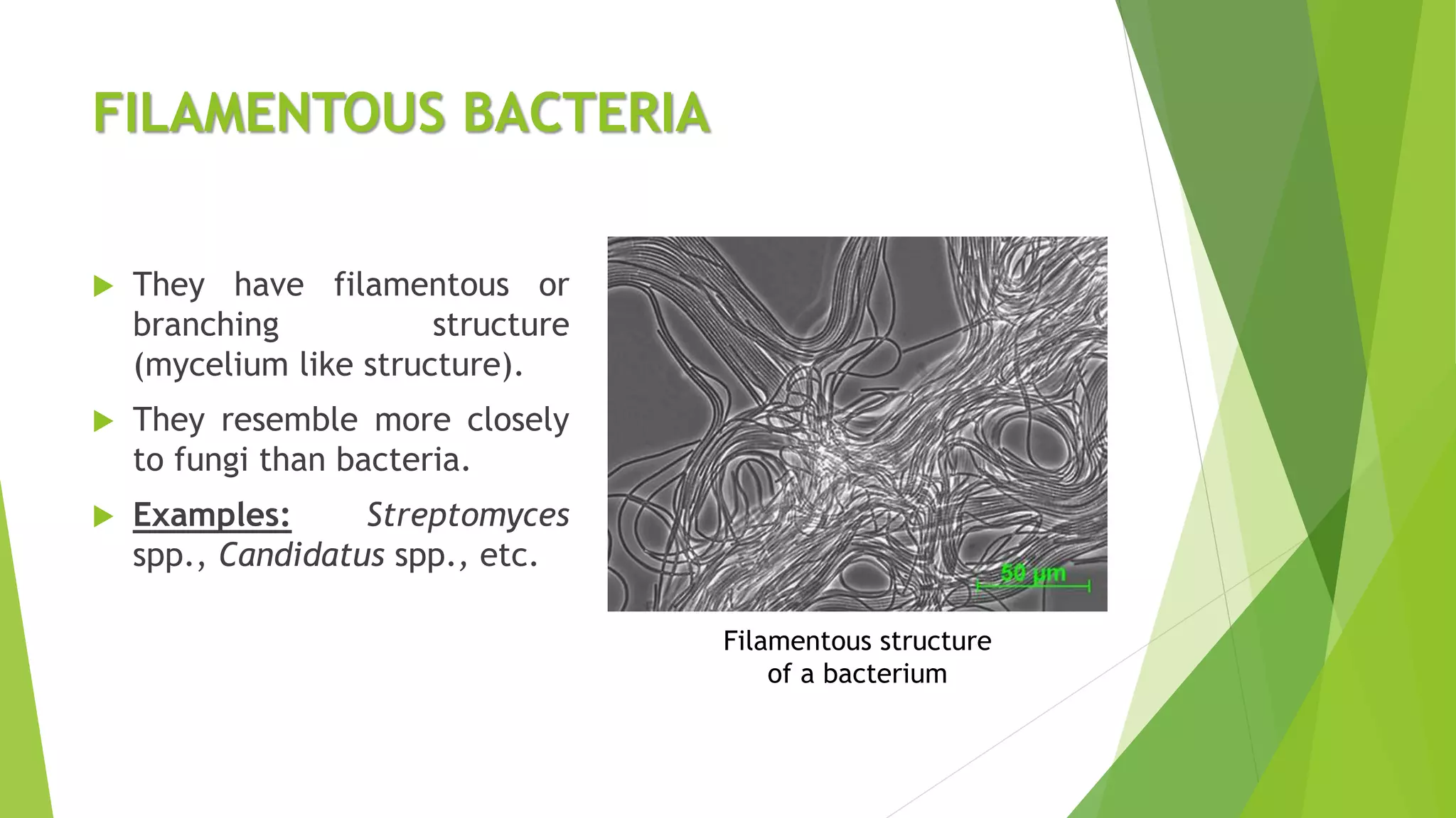 Types of Bacteria | PDF