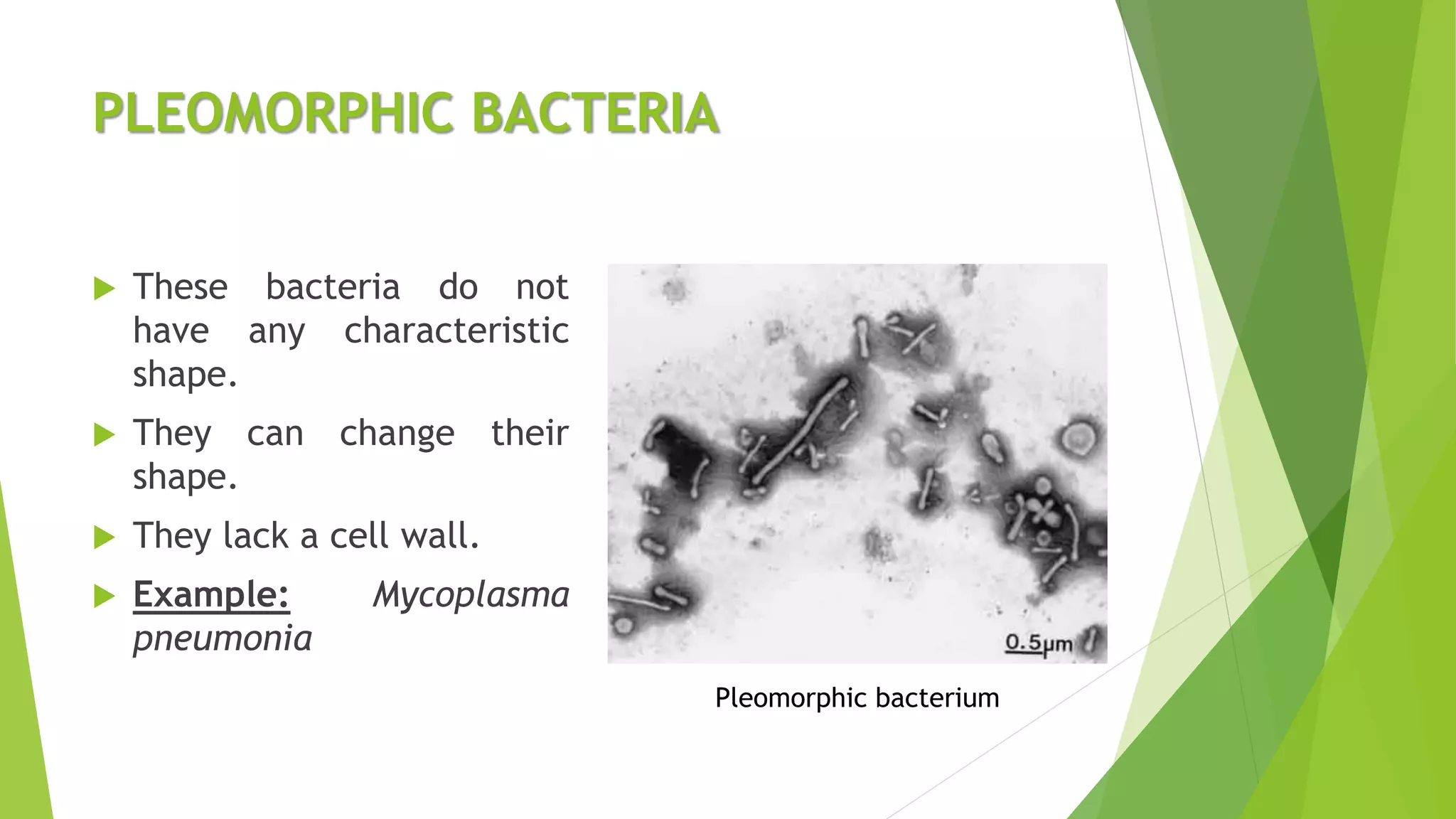 Types of Bacteria | PDF