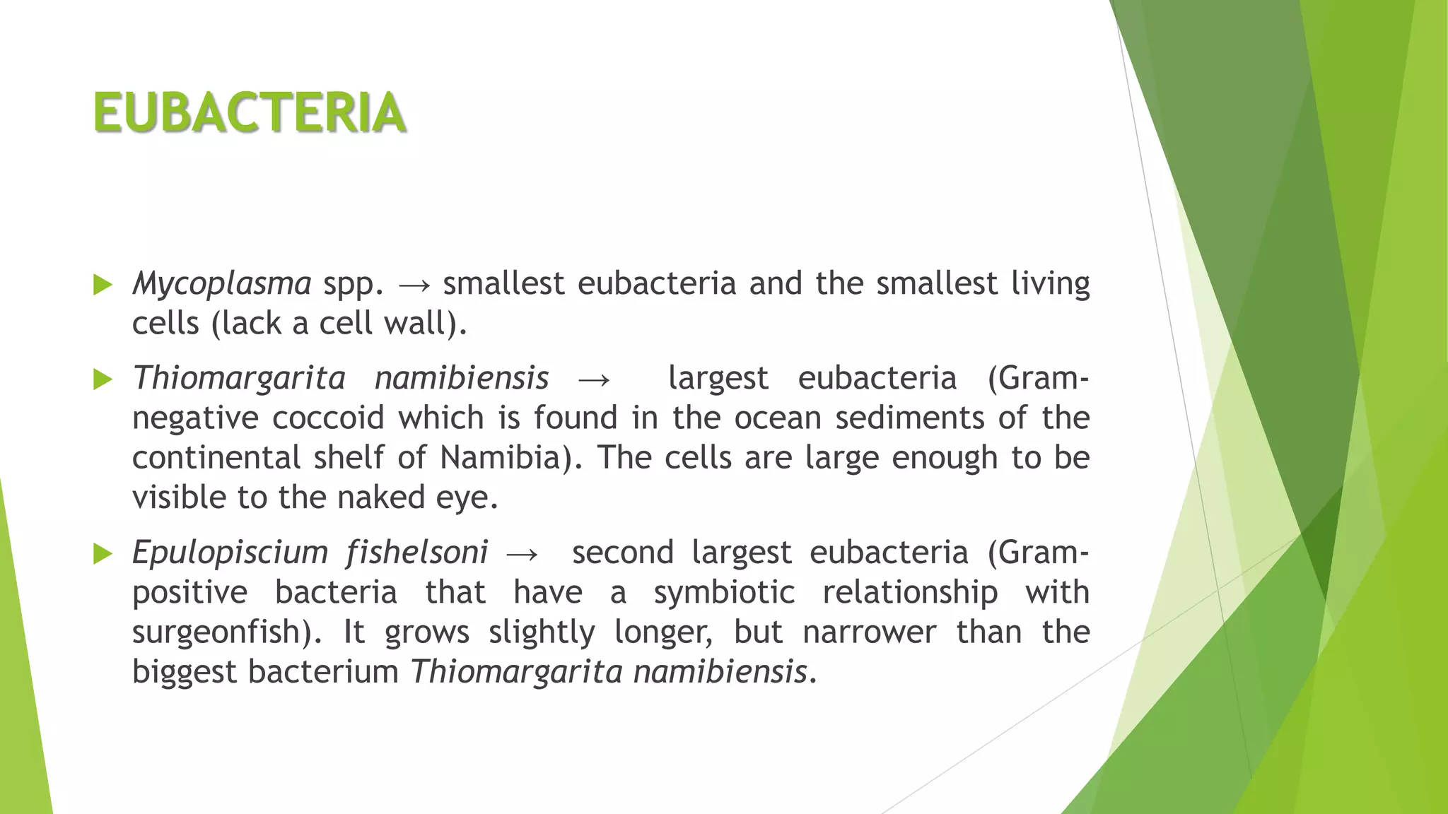 Types of Bacteria | PDF