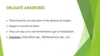 Types of Bacteria | PDF