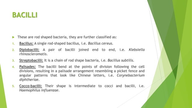 Types of Bacteria | PDF