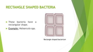 Types of Bacteria | PDF