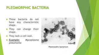 Types of Bacteria | PDF