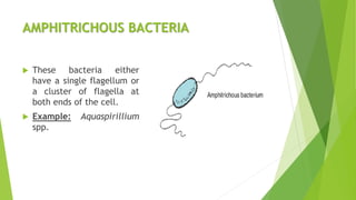 Types of Bacteria | PDF