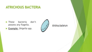 Types of Bacteria | PDF