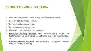 Types of Bacteria | PDF