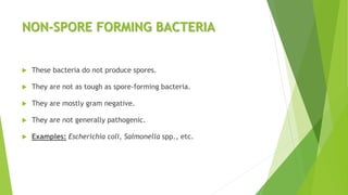 Types of Bacteria | PDF