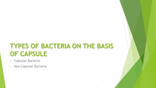 Types of Bacteria | PDF