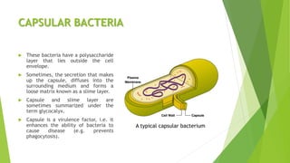 Types of Bacteria | PDF