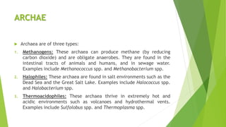 Types of Bacteria | PDF