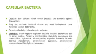 Types of Bacteria | PDF