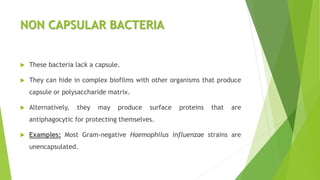 Types of Bacteria | PDF