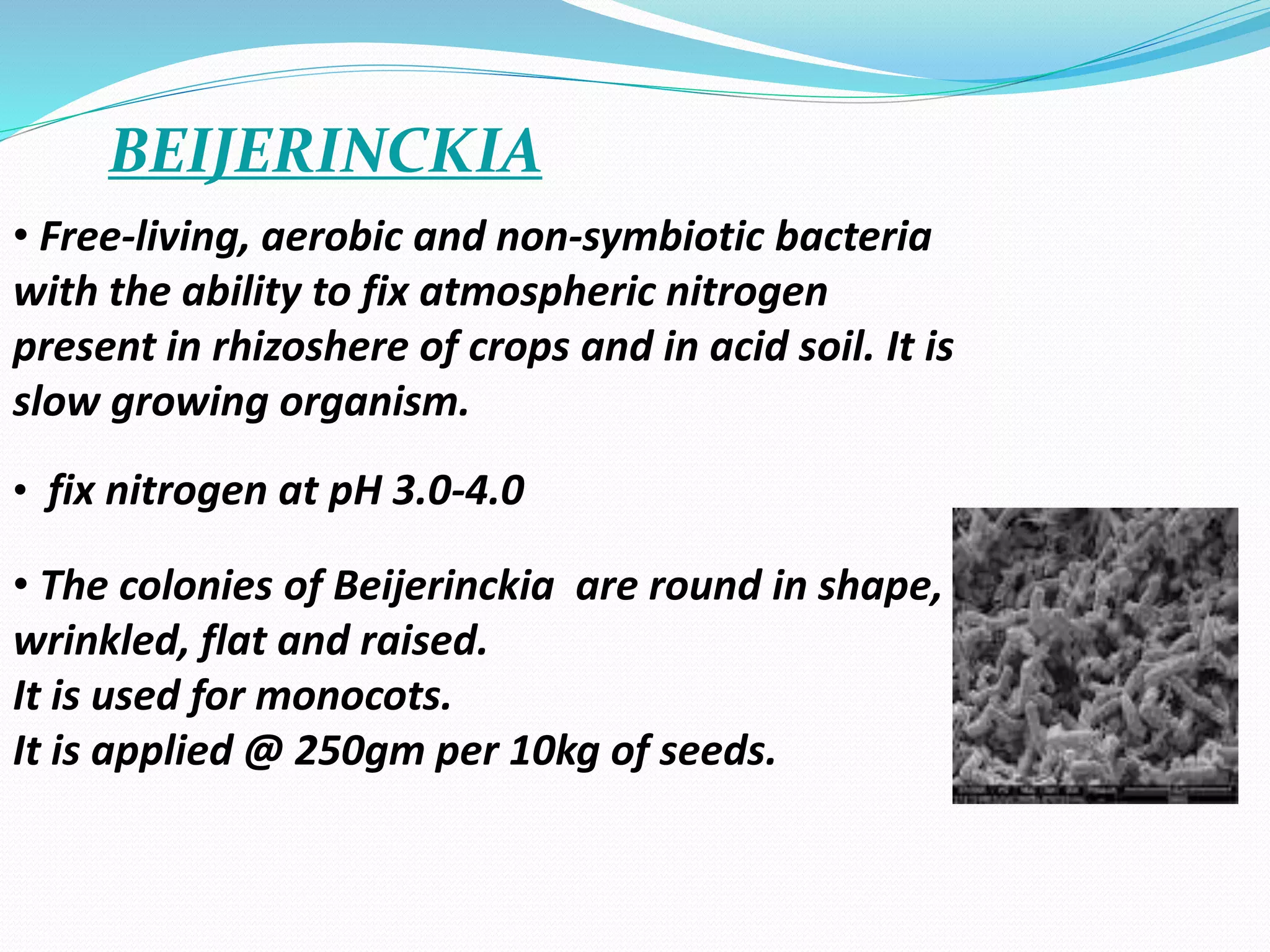 Types of biofertilizers | PPTX