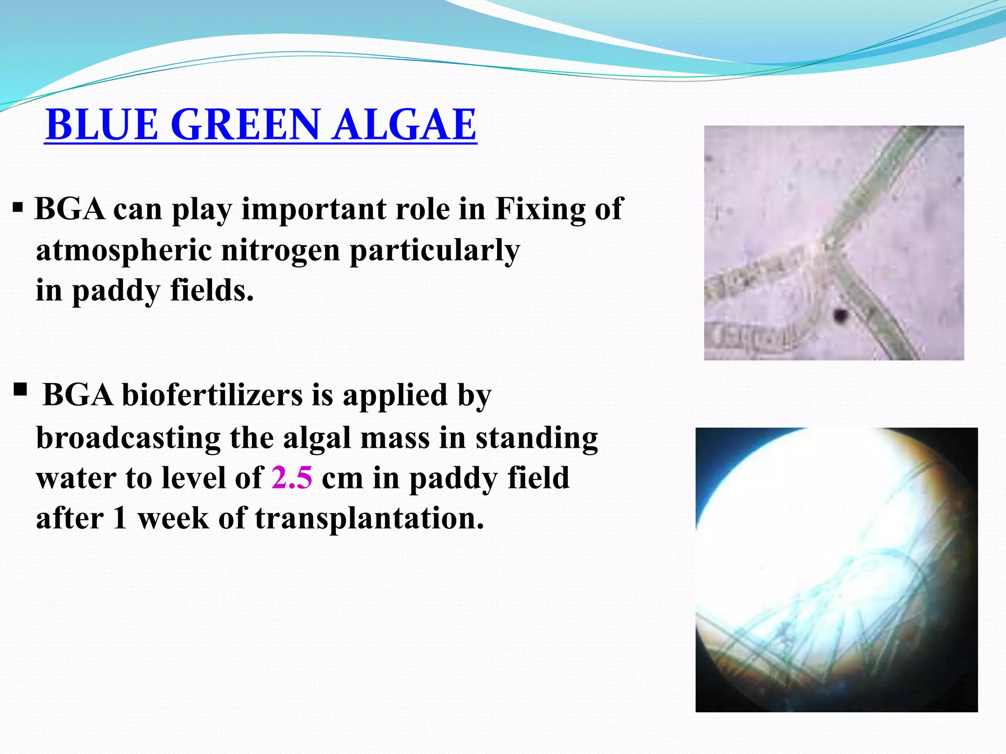 Types of biofertilizers | PPTX