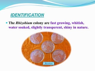 Types of biofertilizers | PPTX