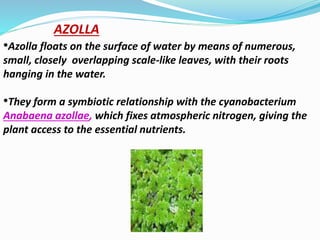 Types of biofertilizers | PPTX