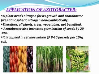 Types of biofertilizers | PPTX