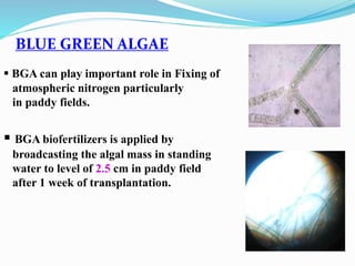 Types of biofertilizers | PPTX