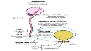 Various types of bladder dysfunction.pptx