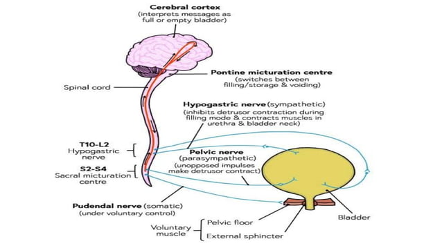 Various types of bladder dysfunction.pptx | Brain and Nervous System ...