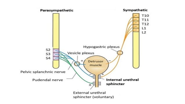 Various types of bladder dysfunction.pptx | Brain and Nervous System ...