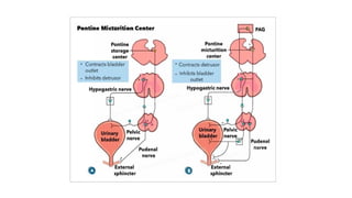 Various types of bladder dysfunction.pptx
