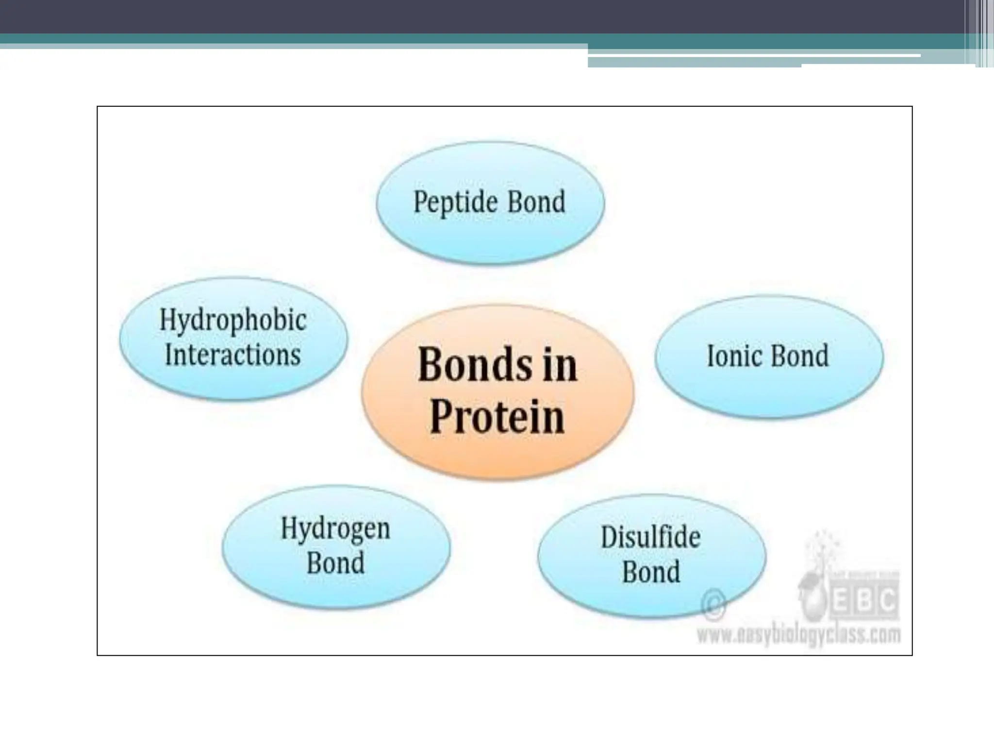 TYPES OF BONDs IN PROTEINS.ppt by UMNA FATIMA- BIOMEDx | PPTX
