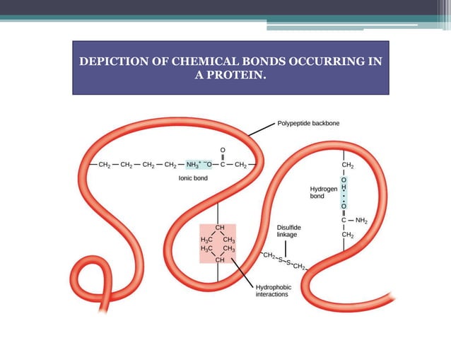 TYPES OF BONDs IN PROTEINS.ppt by UMNA FATIMA- BIOMEDx | PPTX