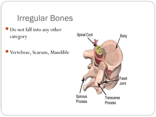 Types of bone | PDF