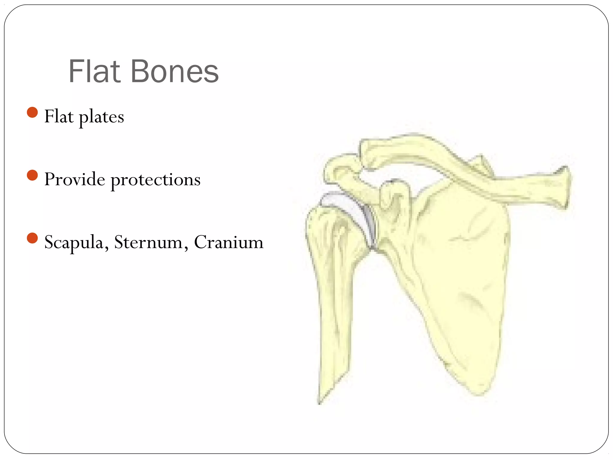 Types of bone | PPT