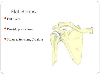 Types of bone | PPT