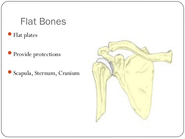 What is a flat bone - wonderpolew