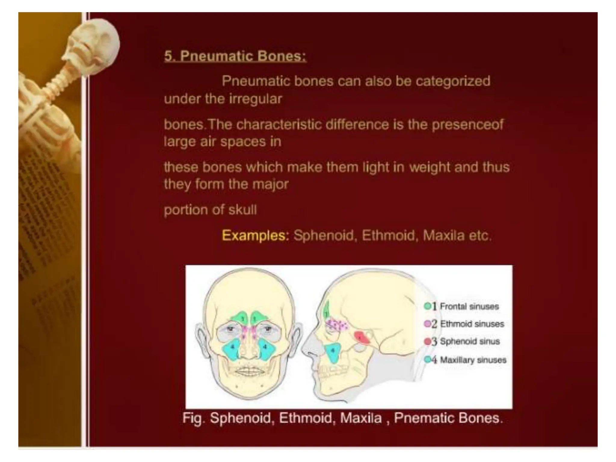 Definition,Types and classification of bones.ppt