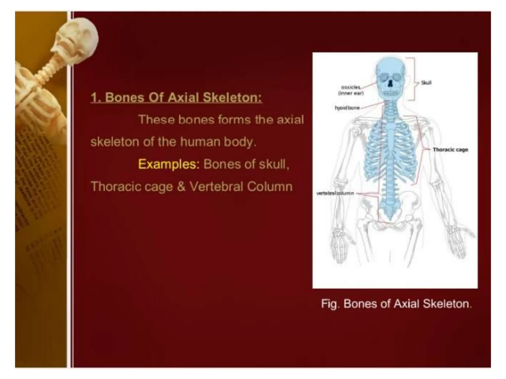 Definition,Types and classification of bones.ppt
