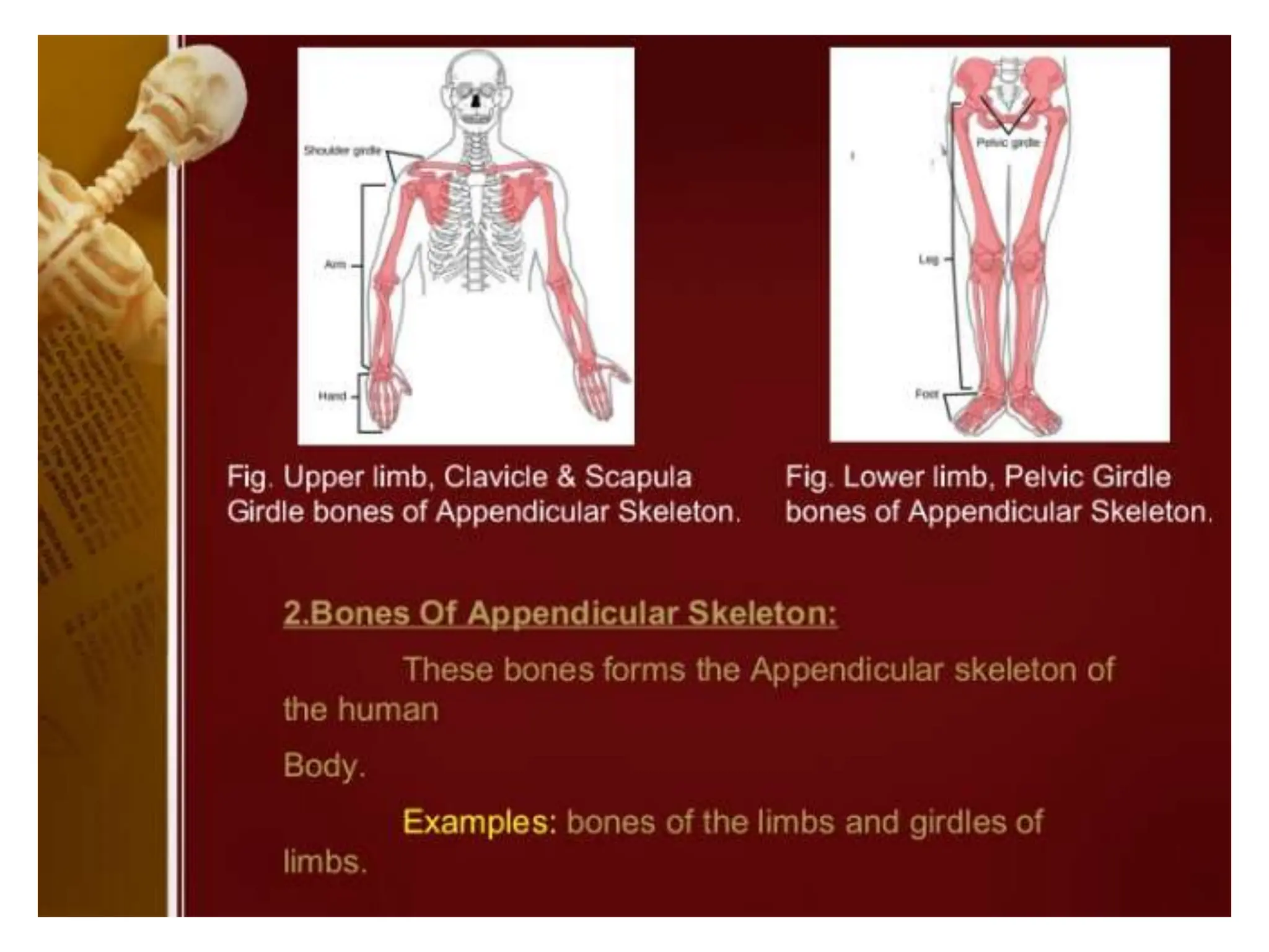 Definition,Types and classification of bones.ppt