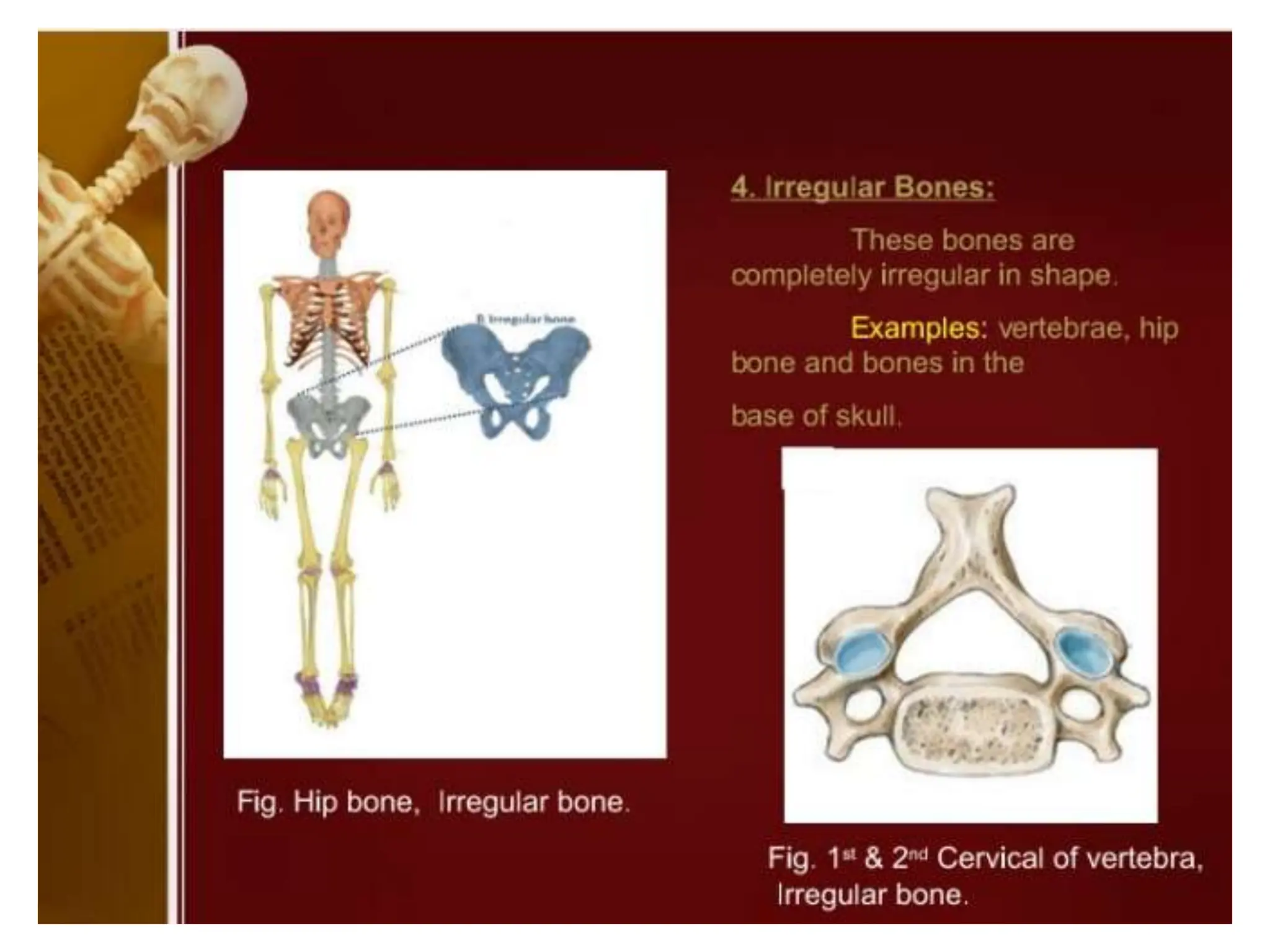 Definition,Types and classification of bones.ppt