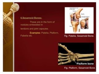 Definition,Types and classification of bones.ppt