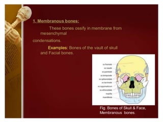 Definition,Types and classification of bones.ppt