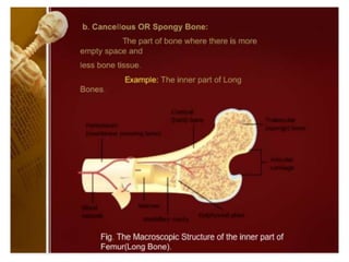 Definition,Types and classification of bones.ppt