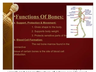 Definition,Types and classification of bones.ppt