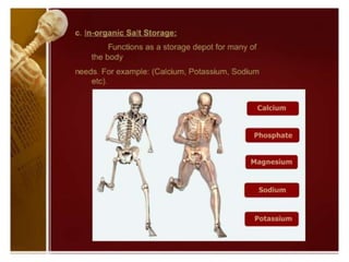 Definition,Types and classification of bones.ppt