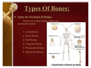 Definition,Types and classification of bones.ppt