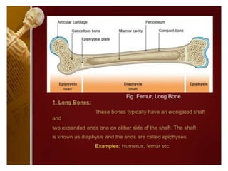 Definition,Types and classification of bones.ppt