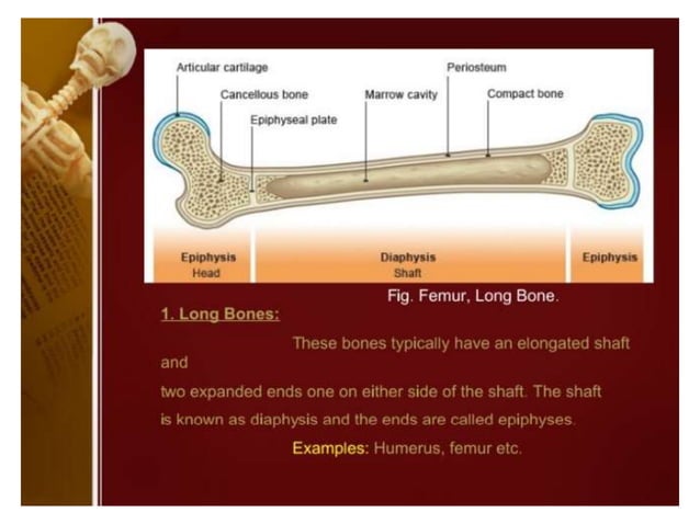 Definition,Types and classification of bones.ppt
