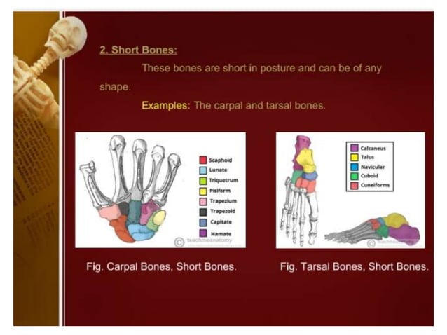 Definition,Types and classification of bones.ppt