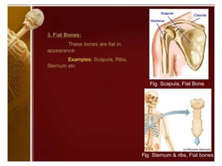 Definition,Types and classification of bones.ppt