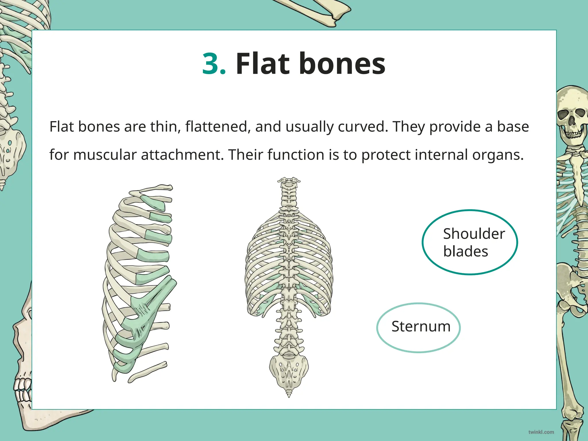 Types of Bones in the Human Body and to some living things.pptx